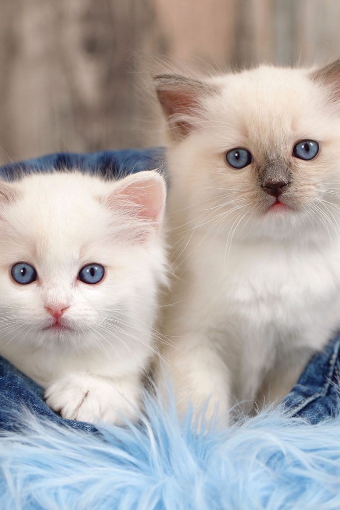 Köpa katt på köpakatt.se - Trygga köp av uppfödare i Kattförbundet SVERAK