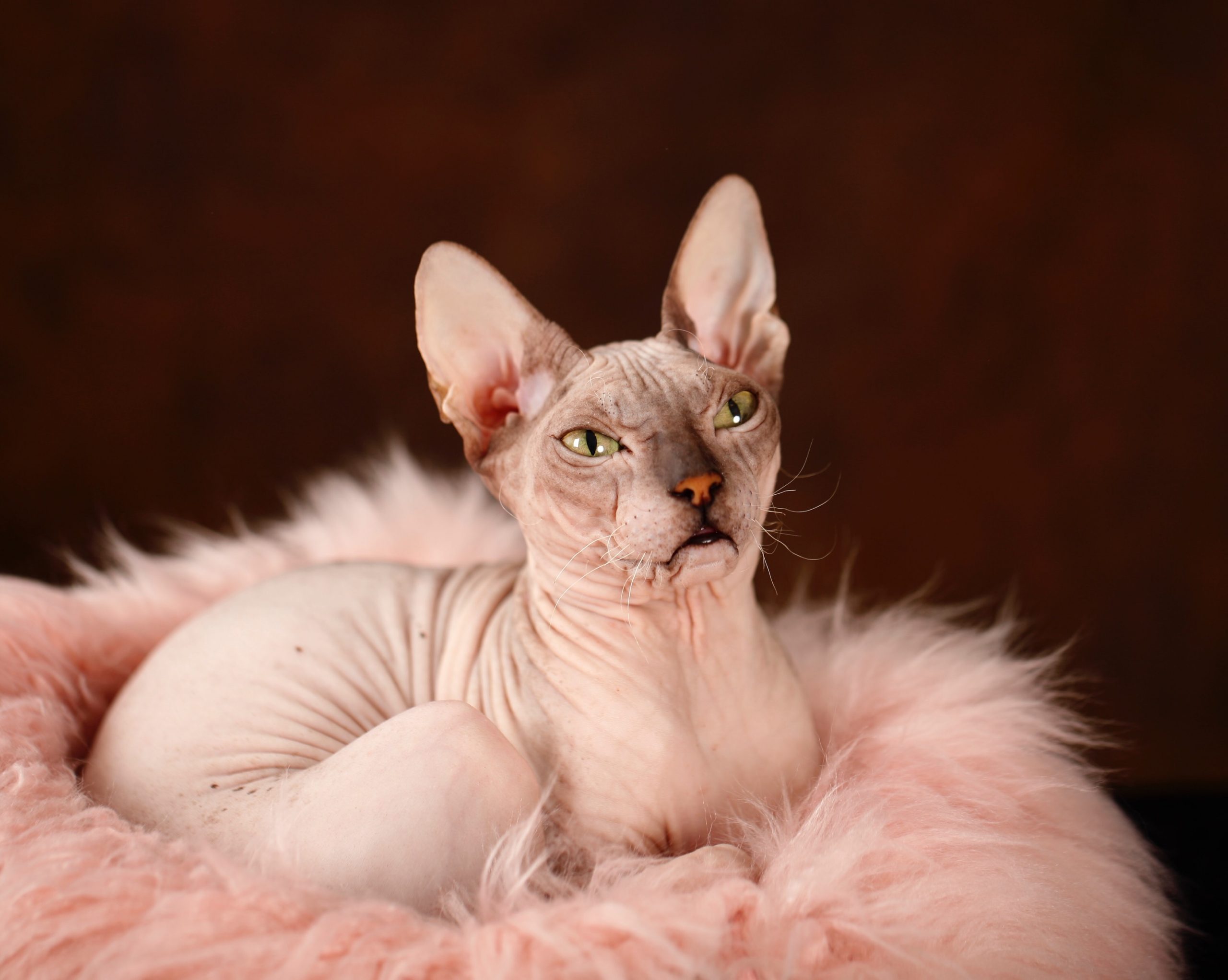 Don sphynx - Köpa katt på köpakatt.se