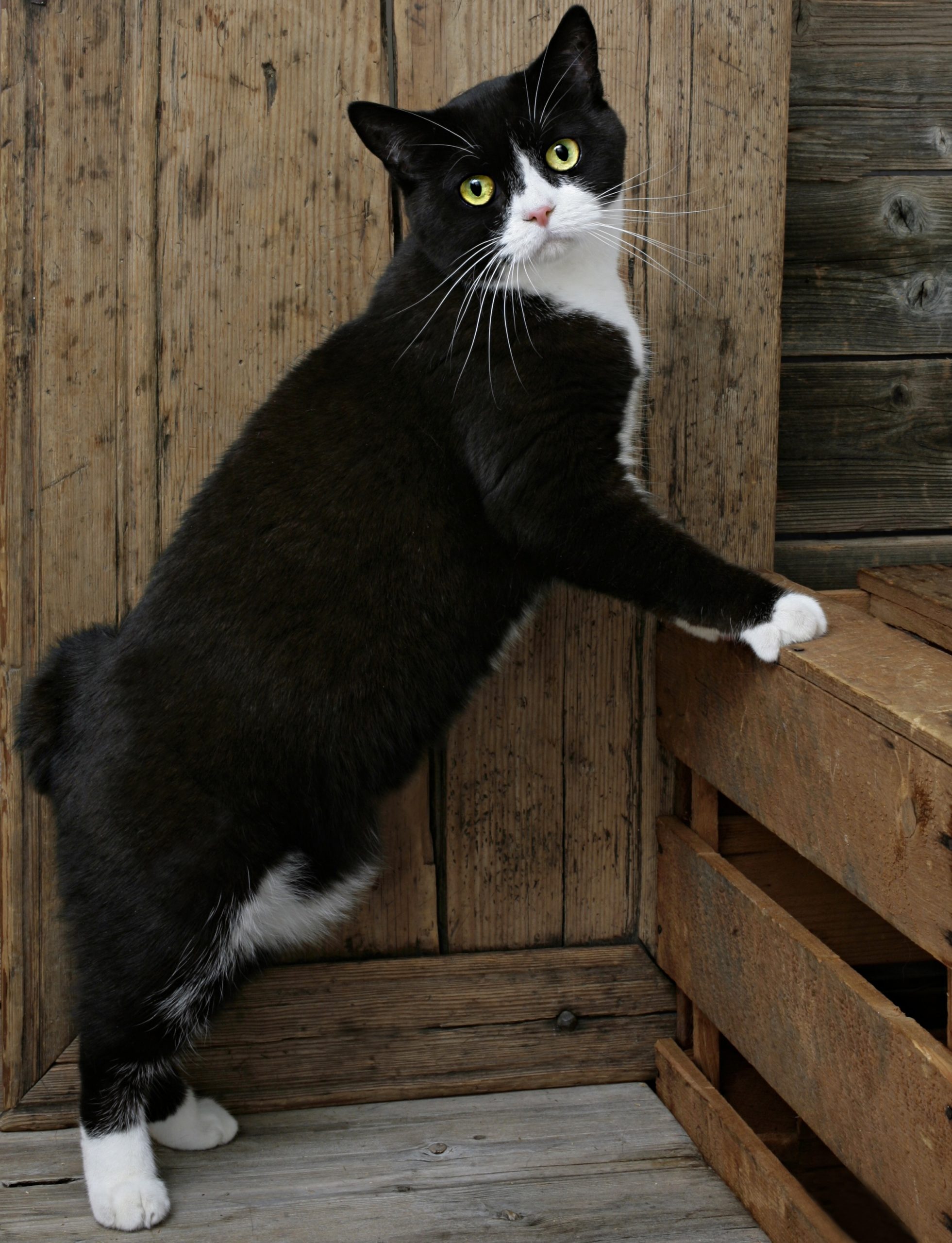 Manx - Köpa katt på köpakatt.se