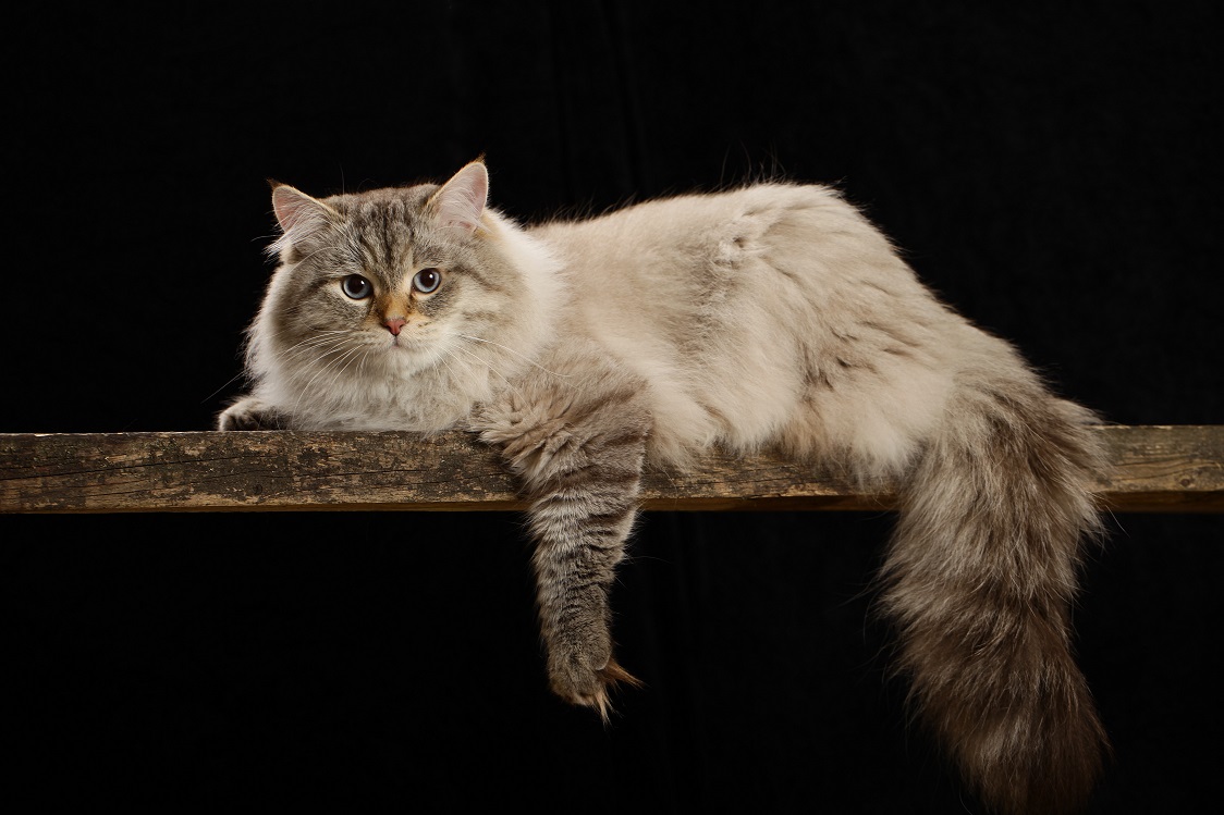 Neva masquerade - Köpa katt på köpakatt.se