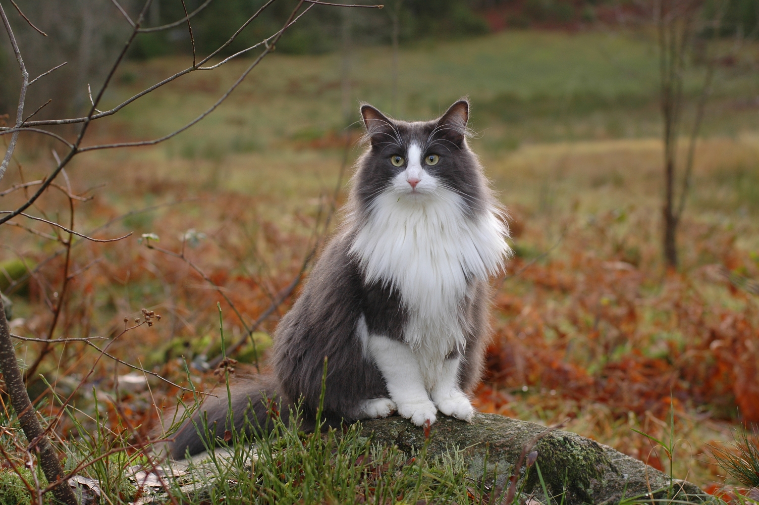 Norsk skogkatt - Köpa katt på köpakatt.se