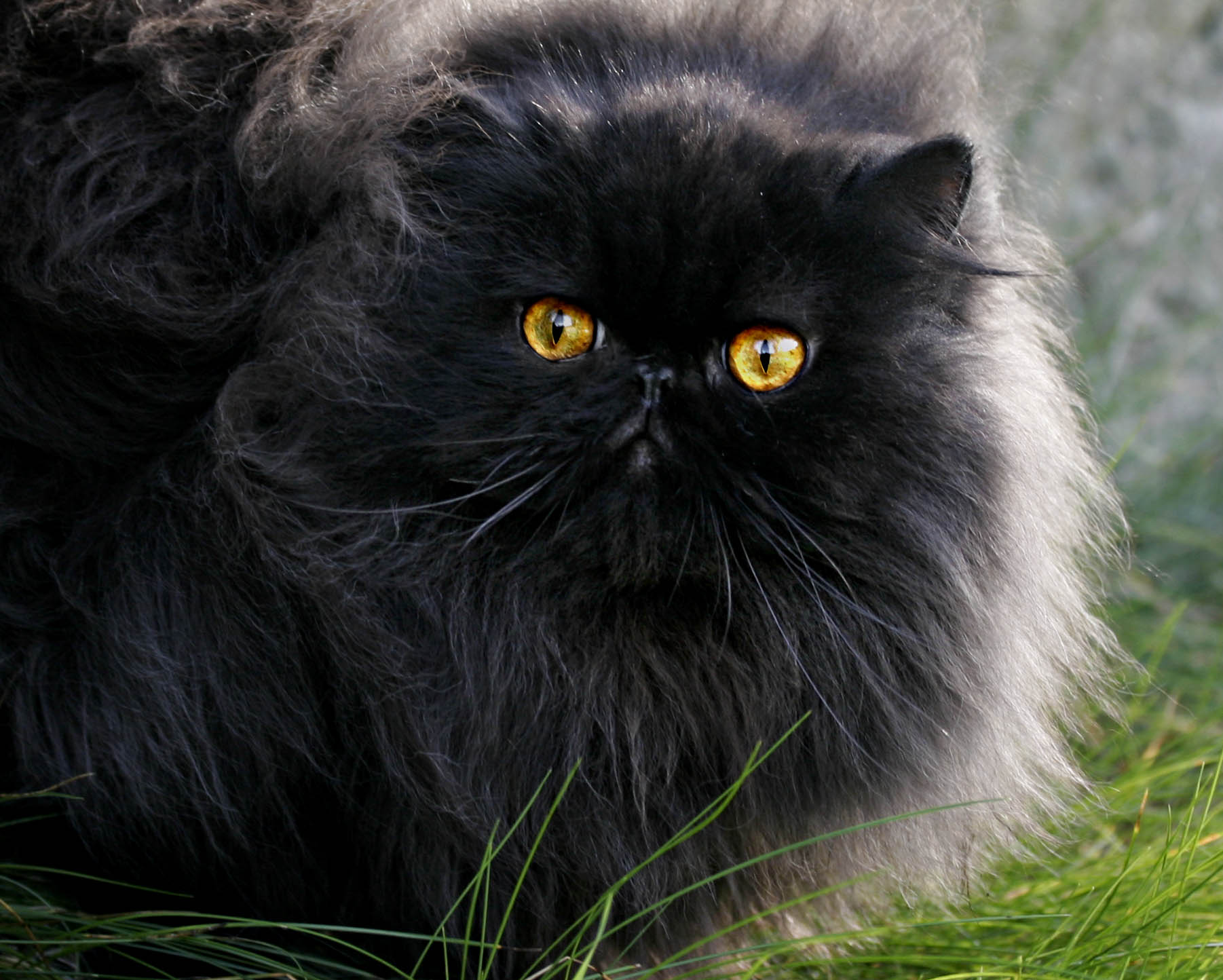 Perser - Köpa katt på köpakatt.se