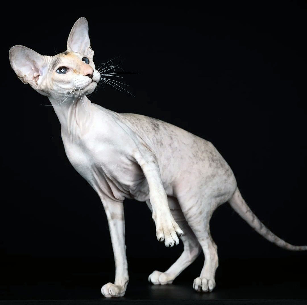 Peterbald - Köpa katt på köpakatt.se