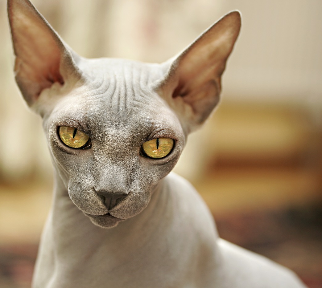 Sphynx - Köpa katt på köpakatt.se